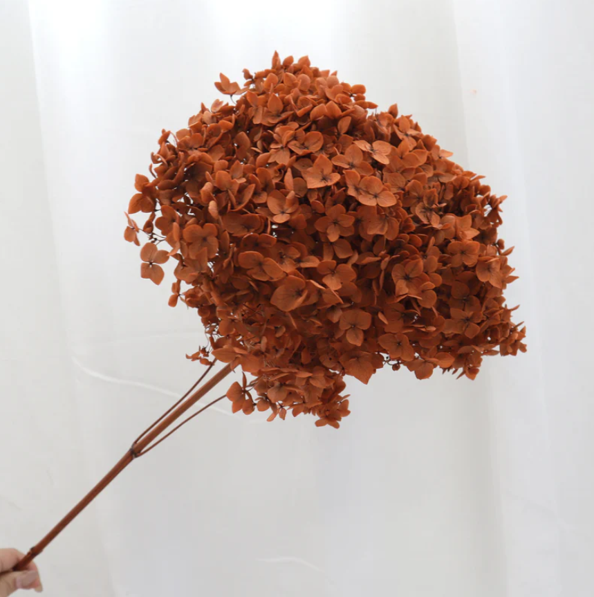 Annabelle Hydrangea - Burnt Orange | Pretty Dead Flowers