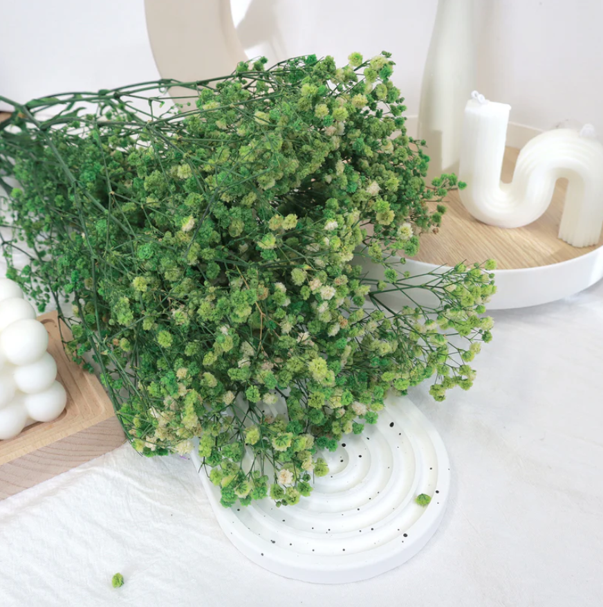 Baby's Breath - Green | Pretty Dead Flowers