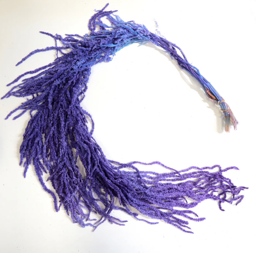 Amaranthus - Purple | Pretty Dead Flowers